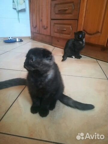 Британо-шотландцы