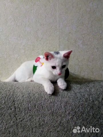 Кошка Белоснежка