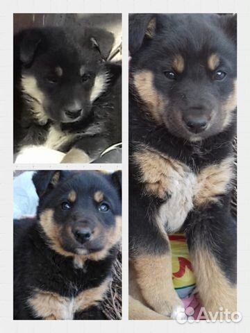 Щенки,щенок,сука,собаки,собака,кобель,щенята