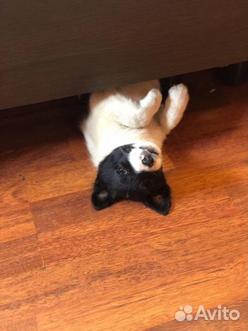 Щенок в дар