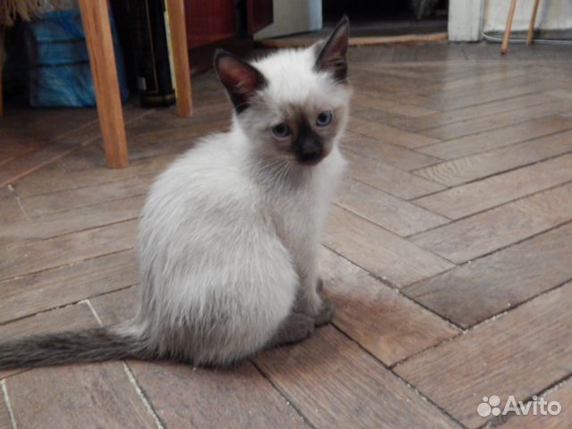 Тайская кошечка (котёнок)