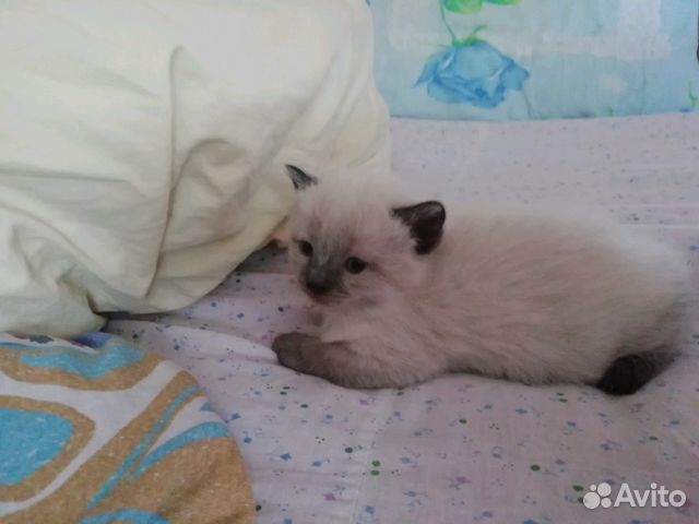 Продам сиамских котят