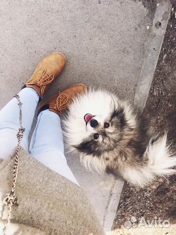 Шпиц. Ищем девочку для случки