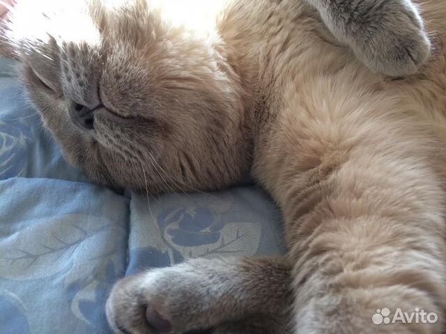 Продаются шотландские котята