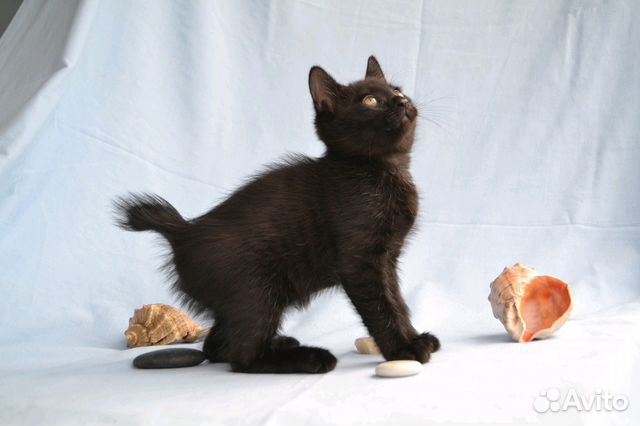 Короткошерстный котенок курильского бобтейла