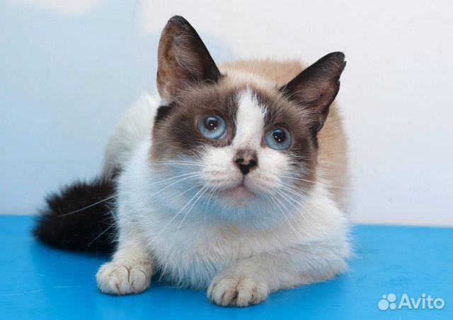 Метис тайской или невской маскарадной, кошка Паня