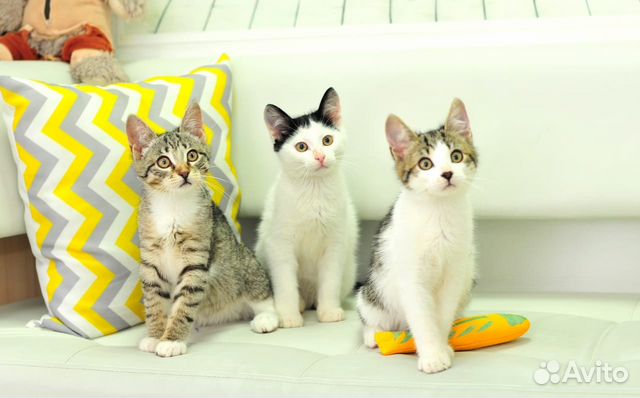 Котята Компот, Коржик и Карамелька в добрые руки