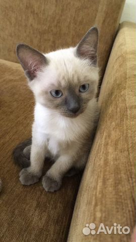 Тайские котята