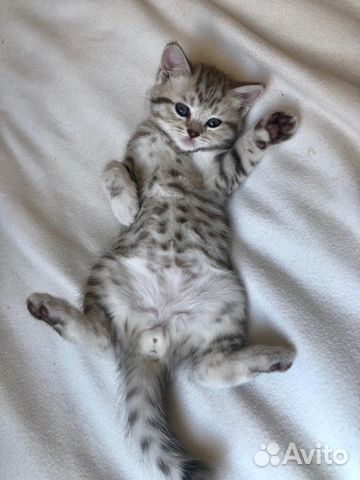 Котята шотландские голубоглазые