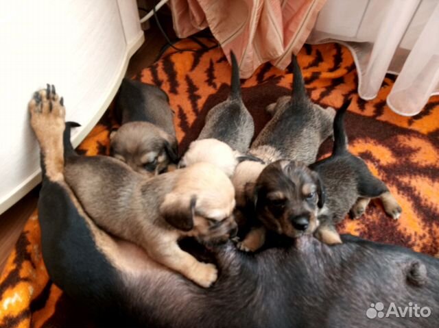 Щенки от мамы таксы