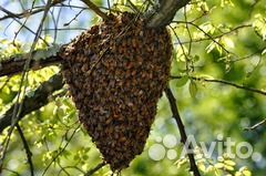 Пчелиный Рой
