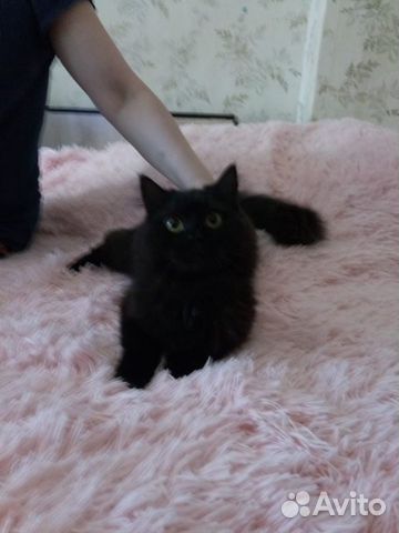 Кот перс классик в хорошие руки