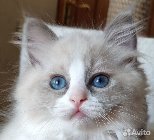 Синеглазка. Малышка Рэгдолл. Шоу класс