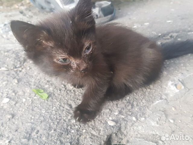 Котенок
