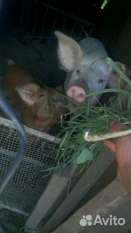 Поросята, обмен на бычка, или коровку