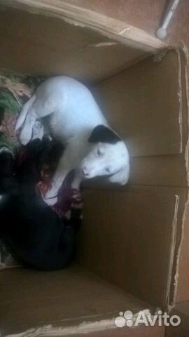 Карапузы в дар