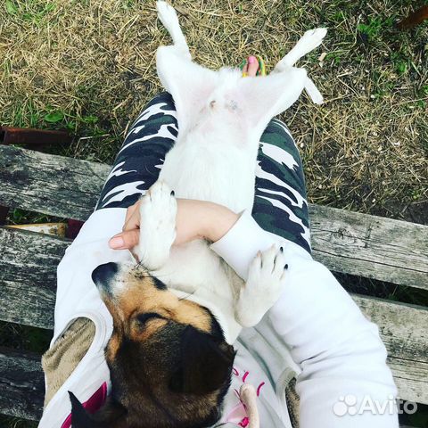 Парсон Рассел вязка