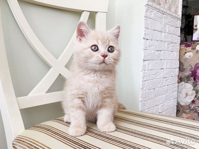 Британский котик кремового окраса