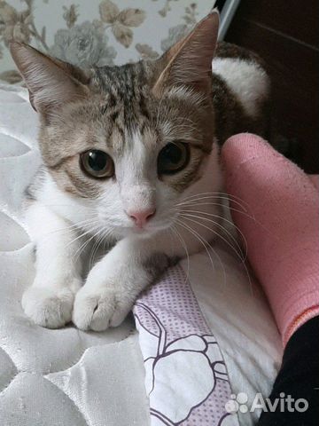 Отдам кота