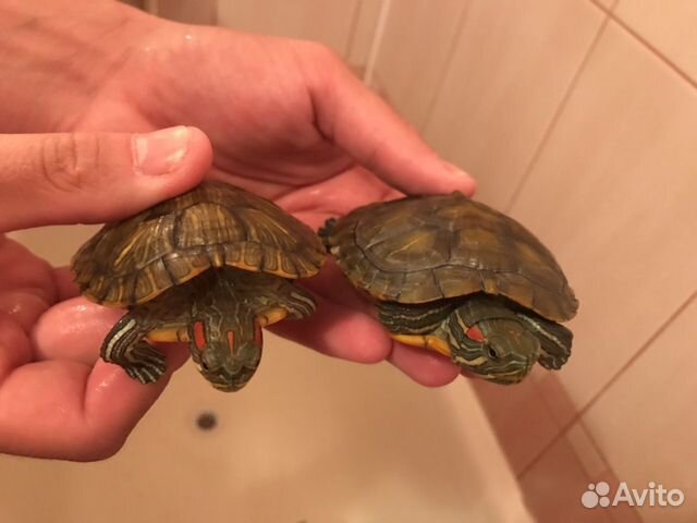 Черепаха