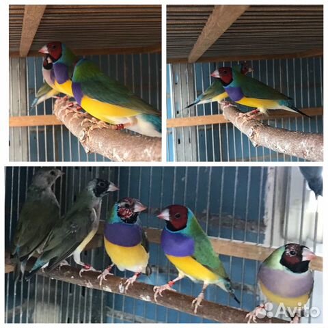 Амадины Гульда. Продаю молодых птиц