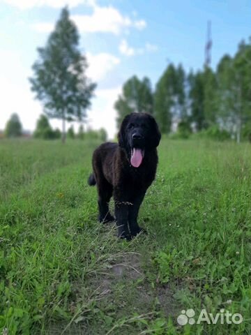 Арагорн тибетский мастиф