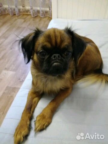 Пти брабансон щенки