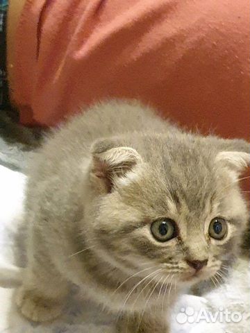 Симпатичные шотландские котята,серенький котик и ш