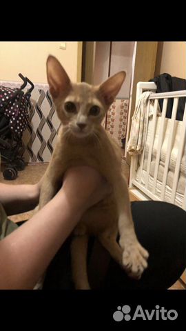 Котёнок абиссинец