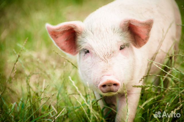 Бактерии для свинарника