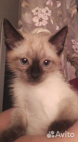 Котенок в добрые руки