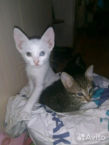Котята мальчики коты