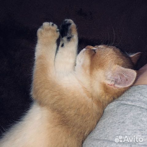 Британская золотая шиншилла