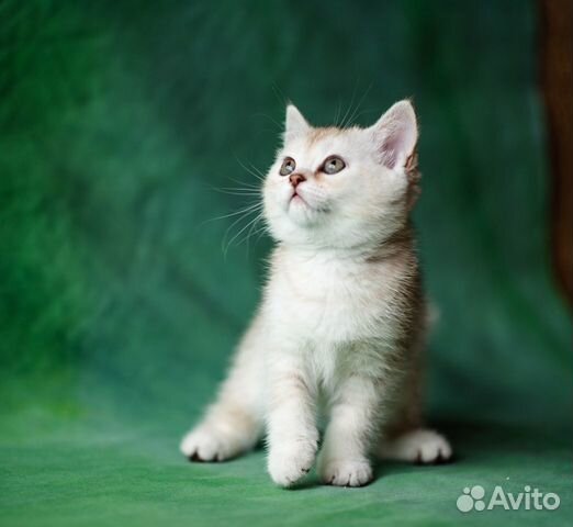 Котята окрас шиншиллы