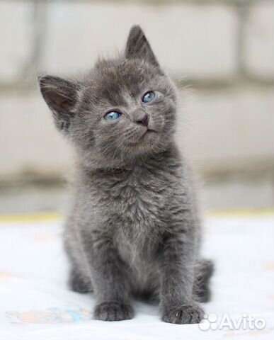 Красавчик Дымок