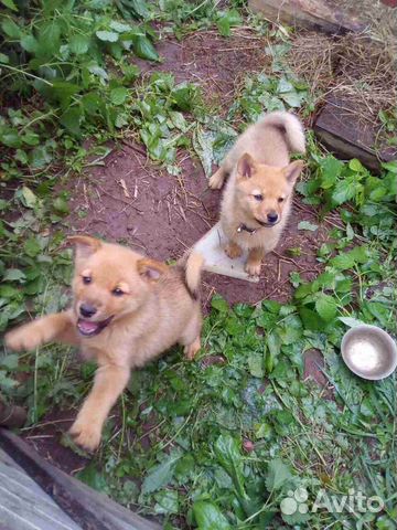 Карело- финская лайка. 4 щенка