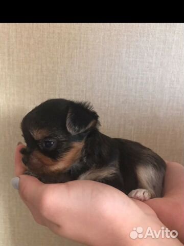 Щенки йоркширского терьера