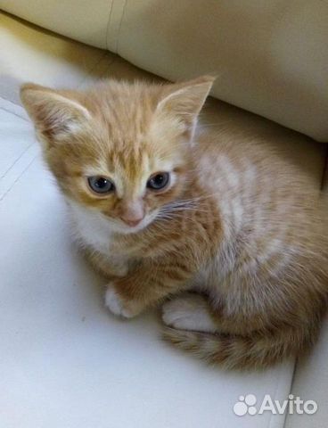 Рыжие котята комочки в хорошие руки
