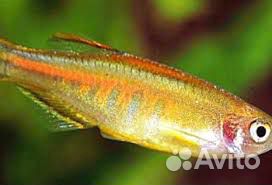 Данио хопра