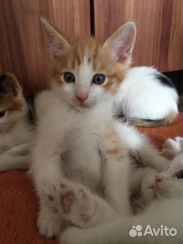 Белорыжий котёнок мальчик