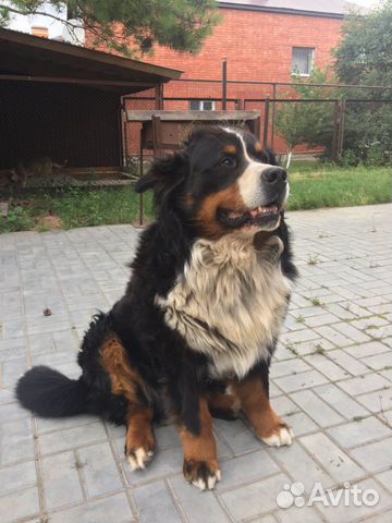 Собака Бернский зенненхаунд