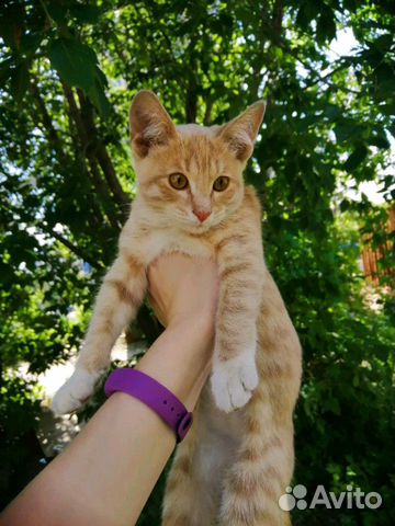 Котёнок в добрые руки Юдино