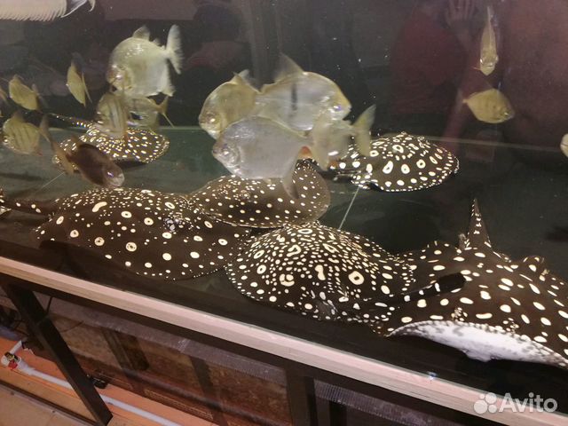 Скаты лепольди самец и самка