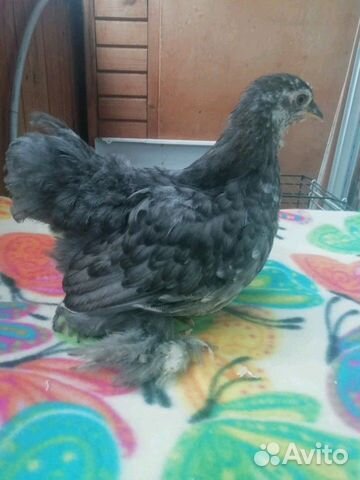 Кохинхин карликовый