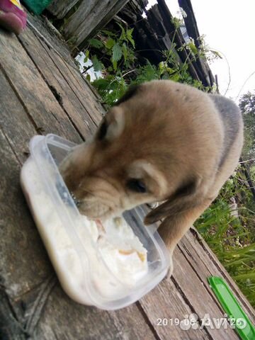 Русская гончая Собака