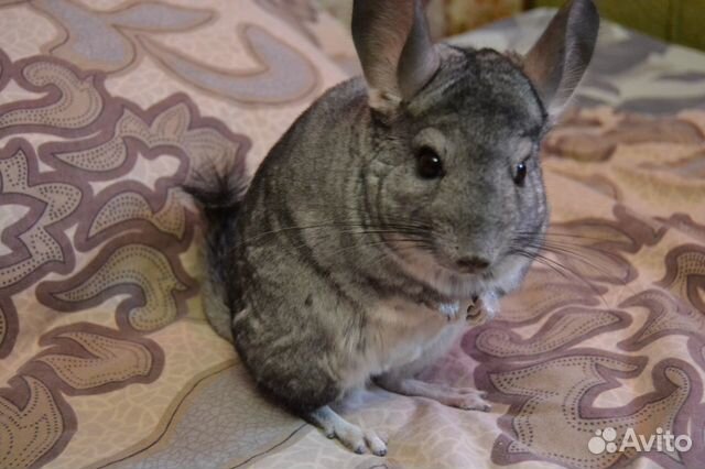 Шиншылы в добрые руки