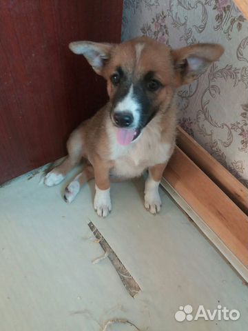 Щенок в добрые руки