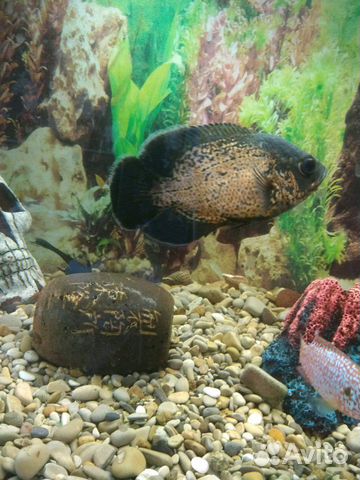 Астронотус