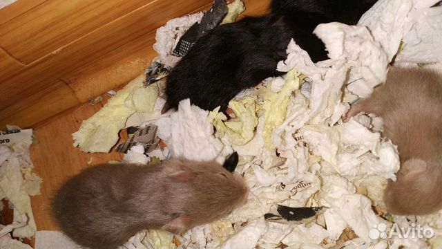 Хлмячки сирийские