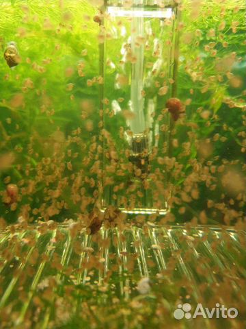 Аулофорус,Гриндаль.Нематода,дафния,инфуз,крапи